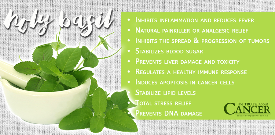 How Holy Basil Helps Your Body Adapt to Stress & Reduce Cancer Growth